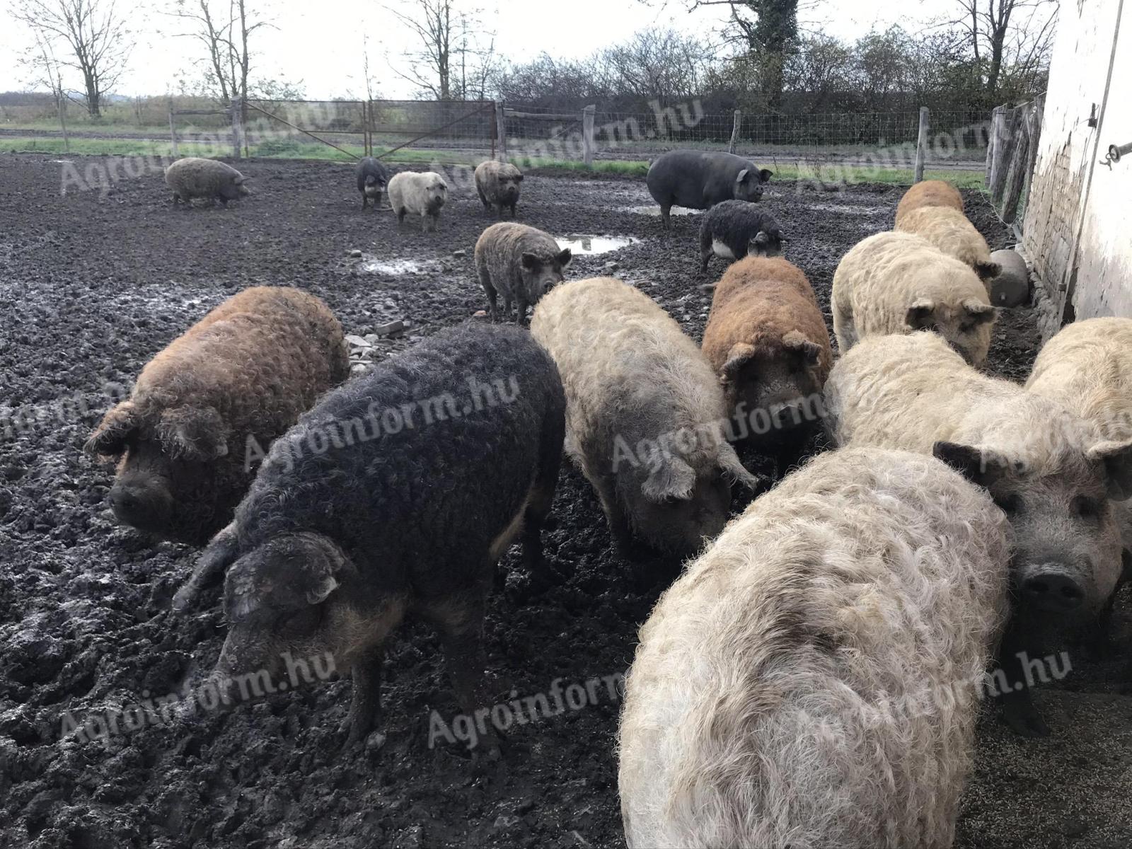Mangalica / disznó / sertés szabadon tartott (félbe is) - Baranya ...