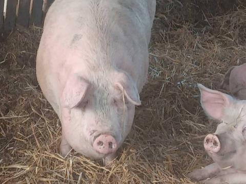 Sertés - Piactér | Agroinform.hu