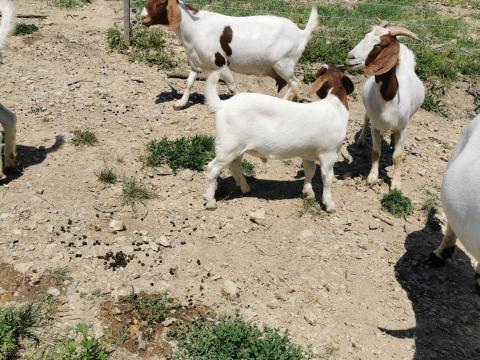 Kecske - Piactér | Agroinform.hu