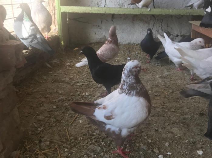 Karfiol termesztése - Fórum - Agroinform.hu - 4. oldal