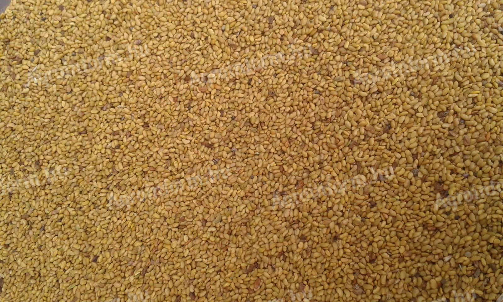 Szarvasi Lucernamag, Lucerna mag Eladó Postázva, készletről - Hajdú ...