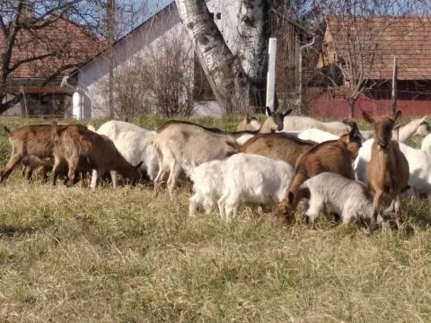 Kecske - Piactér | Agroinform.hu