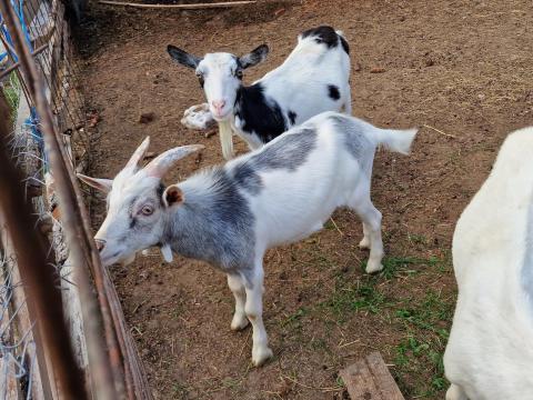 Kecske - Piactér | Agroinform.hu