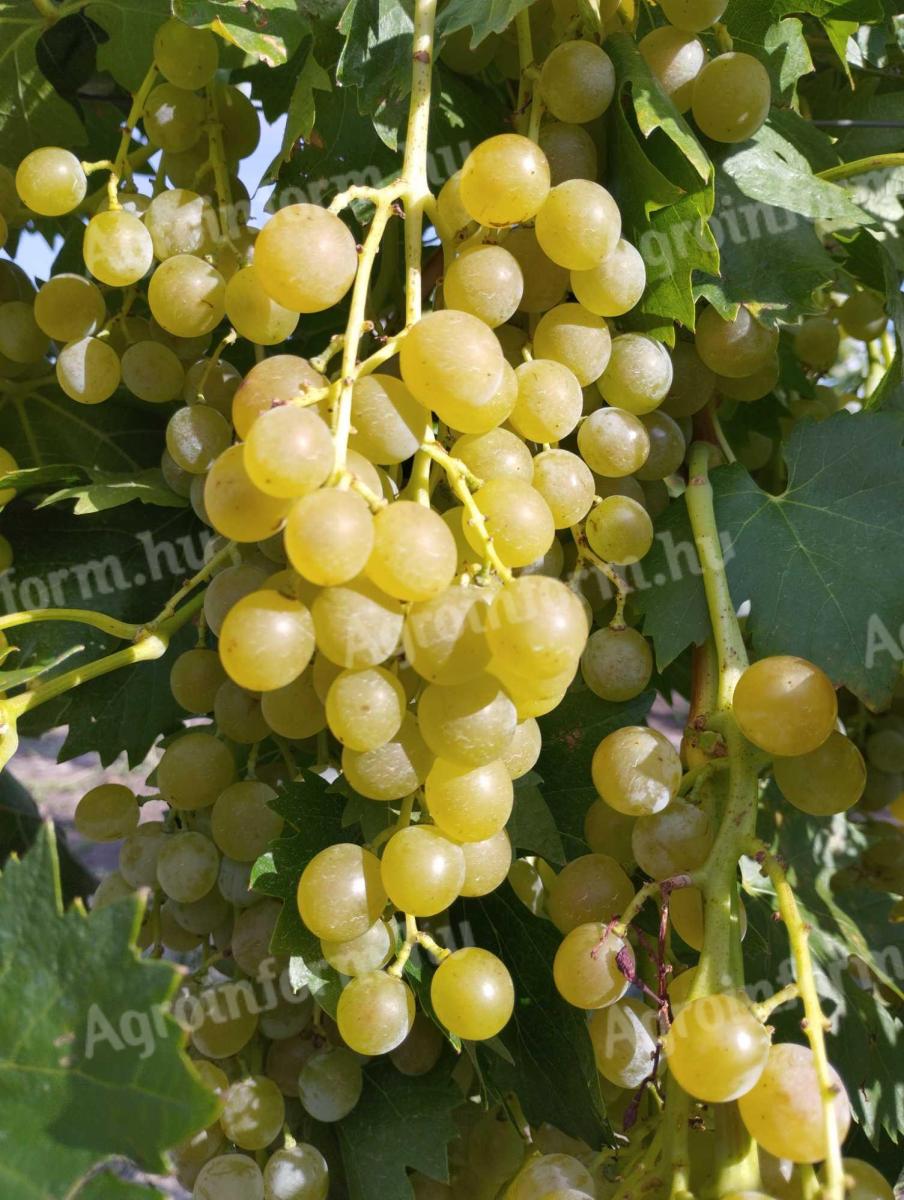 Pölöskei muskotály szőlő - Heves megye Gyöngyöspata - Agroinform.hu