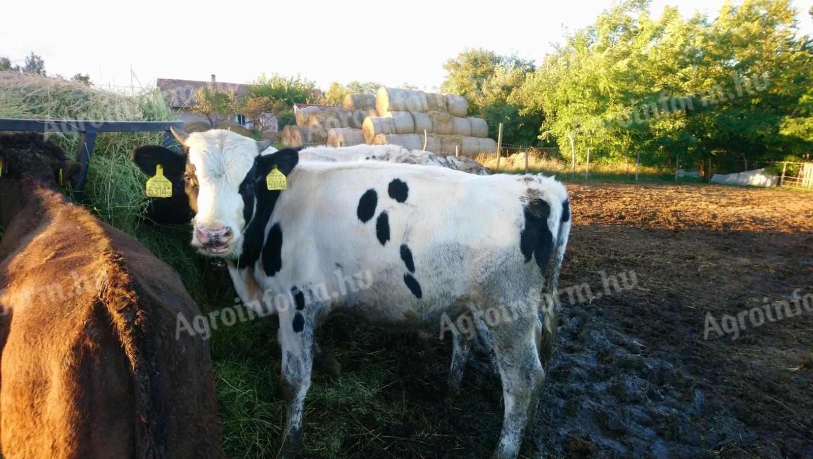 Eladó Szarvasmarha - Fejér megye Perkáta - Agroinform.hu