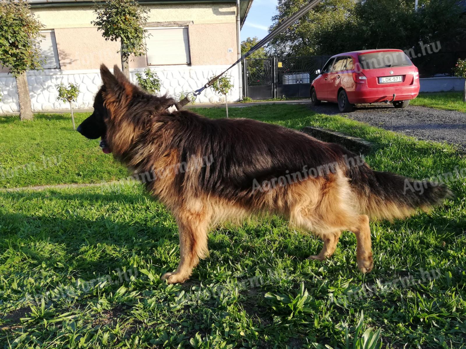 Hosszúszőrű németjuhász, német juhász jellegű kölykök - Szabolcs ...