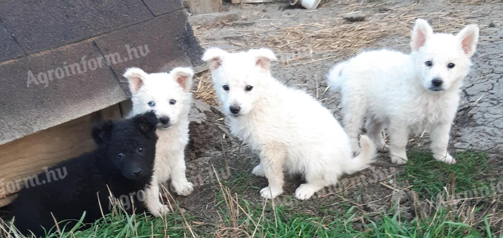 Mudi Mudi kölyök - Veszprém megye Balatonszőlős - Agroinform.hu