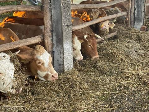 Szarvasmarha - Piactér | Agroinform.hu - 6. oldal