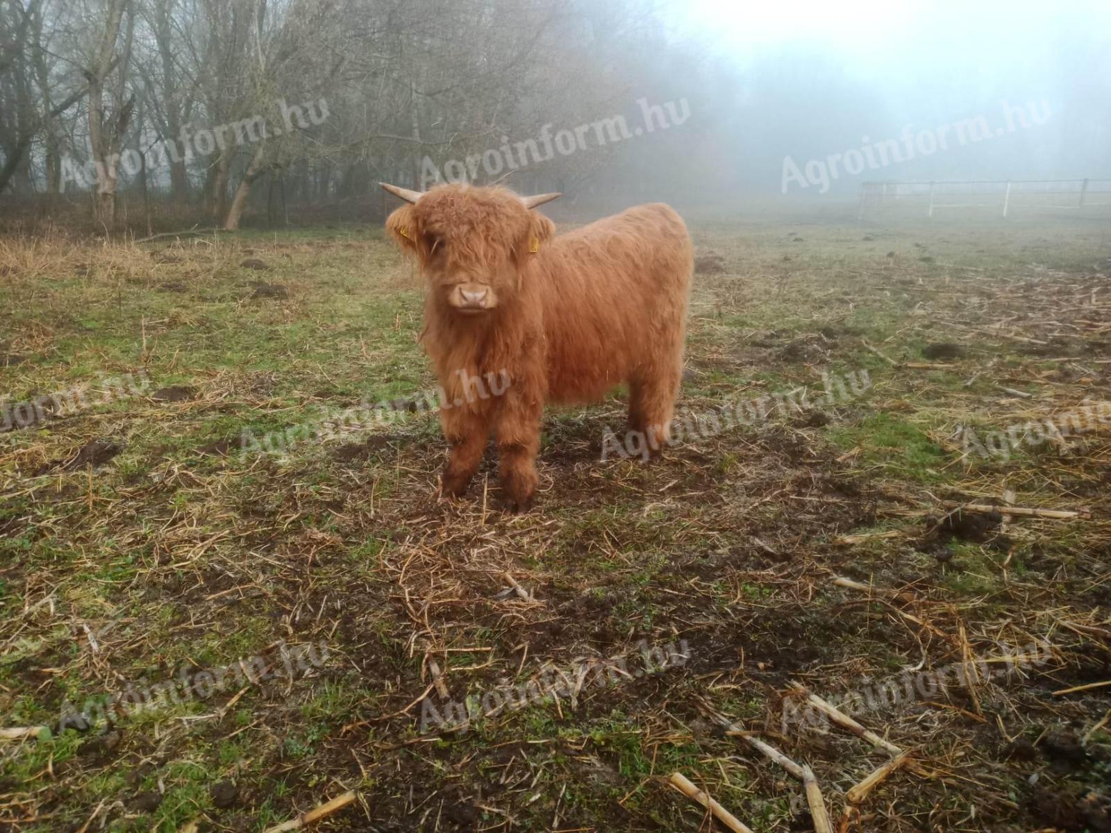 Skót felföldi marha - Pest megye Nagybörzsöny - Agroinform.hu