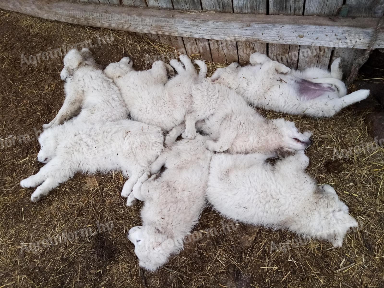 Kuvasz kis kutyák ingyen elvihetők - Pest megye Monor - Agroinform.hu