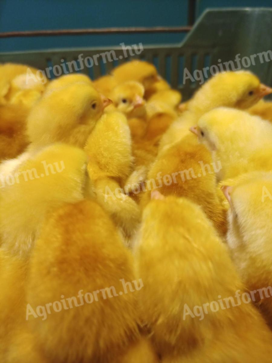 Naposcsibe, kis csirke, csibe - Békés megye Vésztő - Agroinform.hu