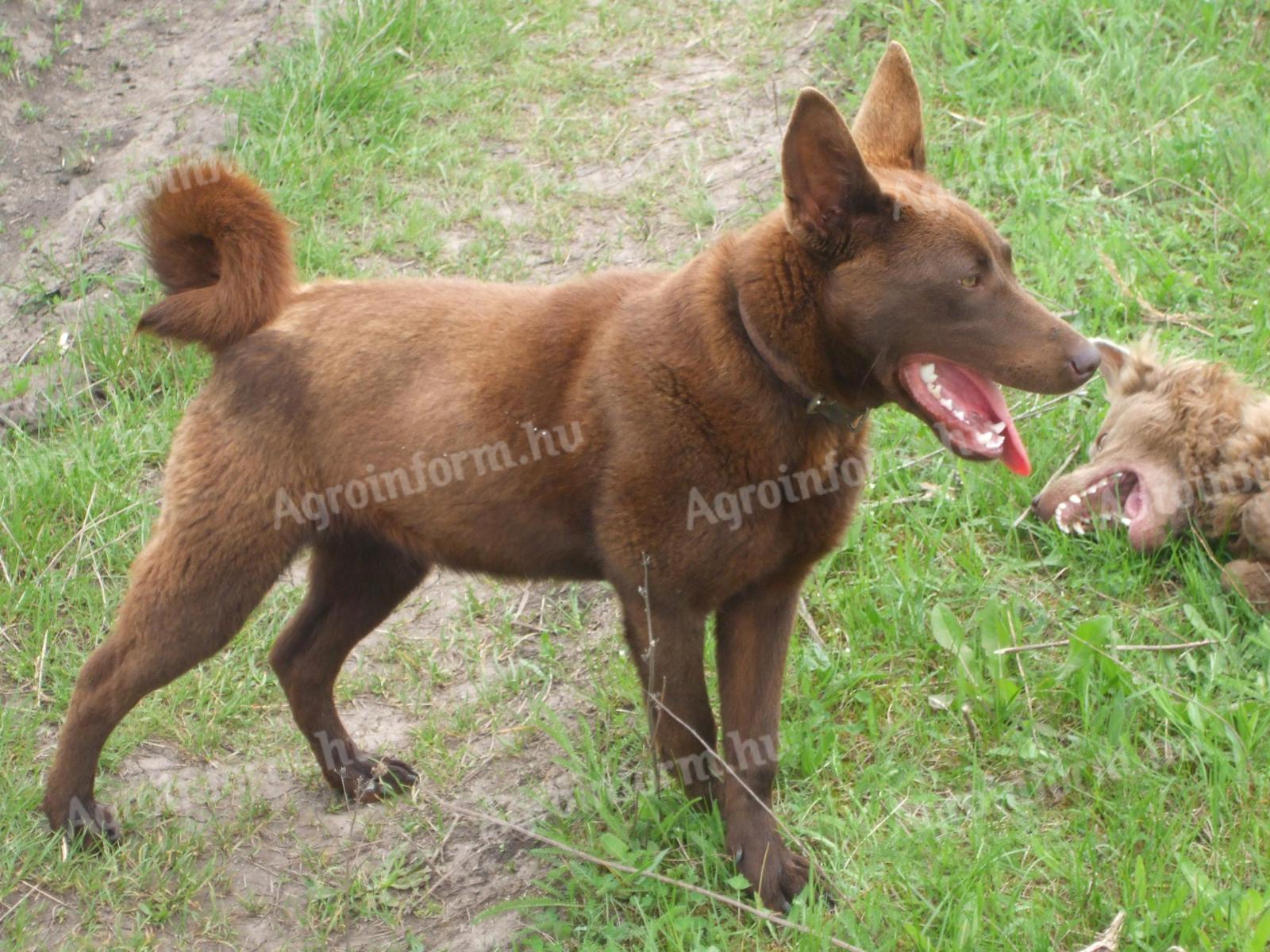 Sinka kutyák elvihetők - Borsod-Abaúj Zemplén megye Hejőkeresztúr ...