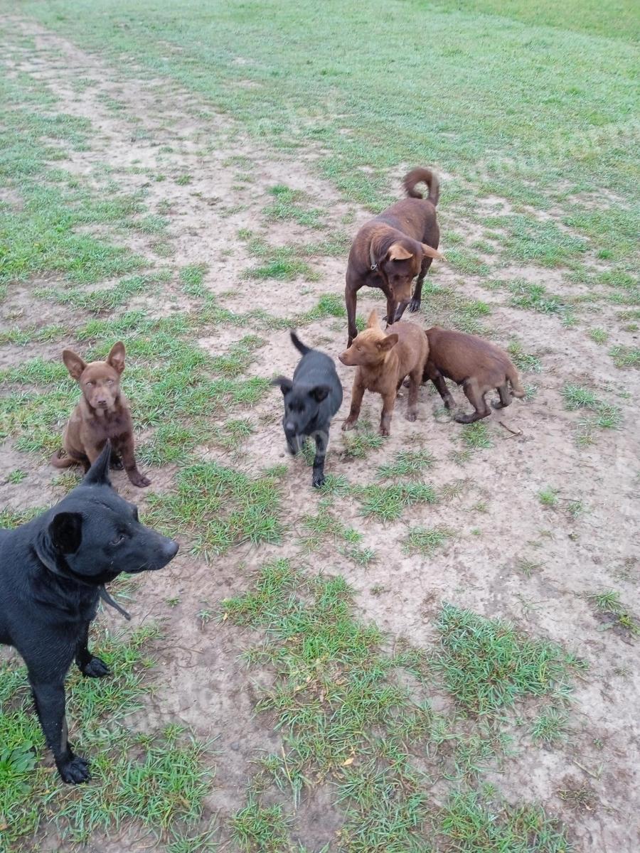 Sinka kutyák elvihetők - Borsod-Abaúj Zemplén megye Hejőkeresztúr ...