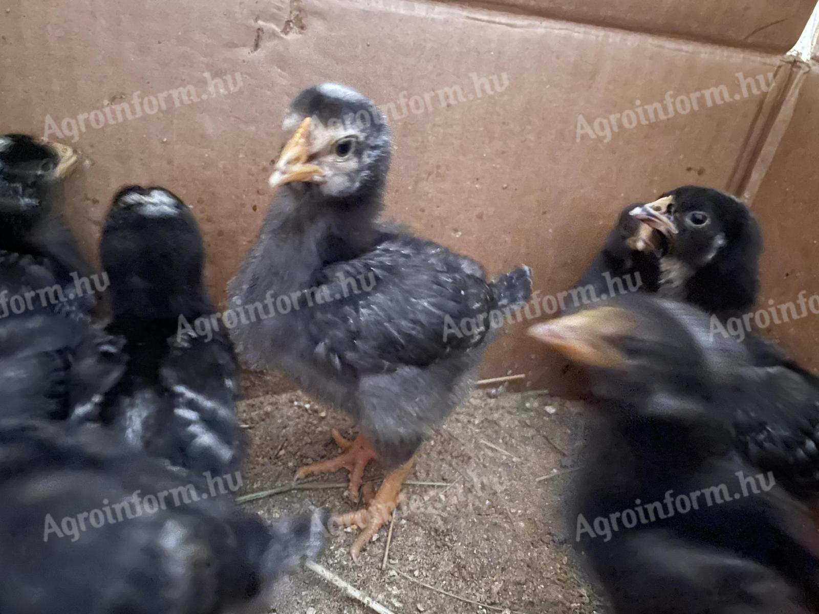 Amrock előnevelt csirke eladó - Pest megye Szigethalom - Agroinform.hu