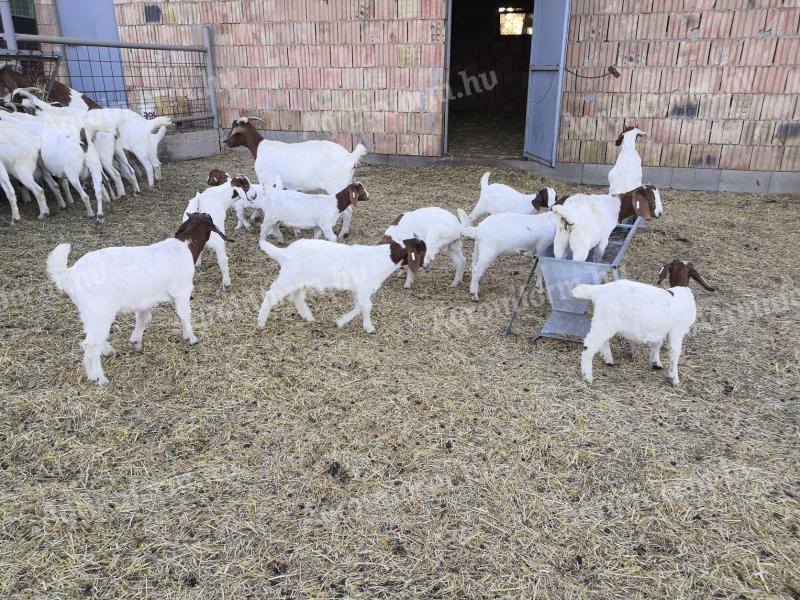 Búr Kecskék Eladók - Pest megye Kóka - Agroinform.hu