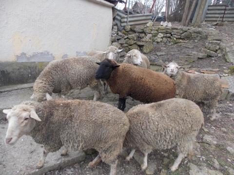 Juh - Piactér | Agroinform.hu