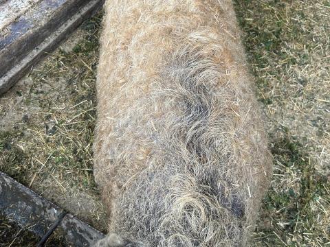 Eladó mangalica - Piactér | Agroinform.hu