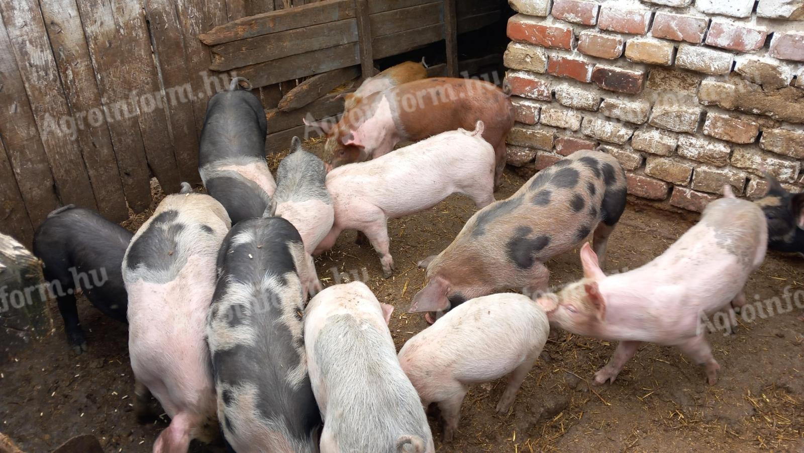 Eladó választási malac - Pest megye Cegléd - Agroinform.hu