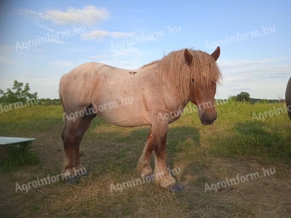 Eladó hidegvérű lovak - Baranya megye Vásárosbéc - Agroinform.hu