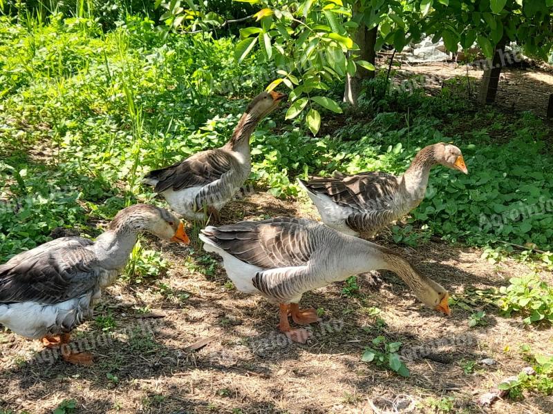 3 db szürke liba költözne - Somogy megye Balatonszabadi - Agroinform.hu