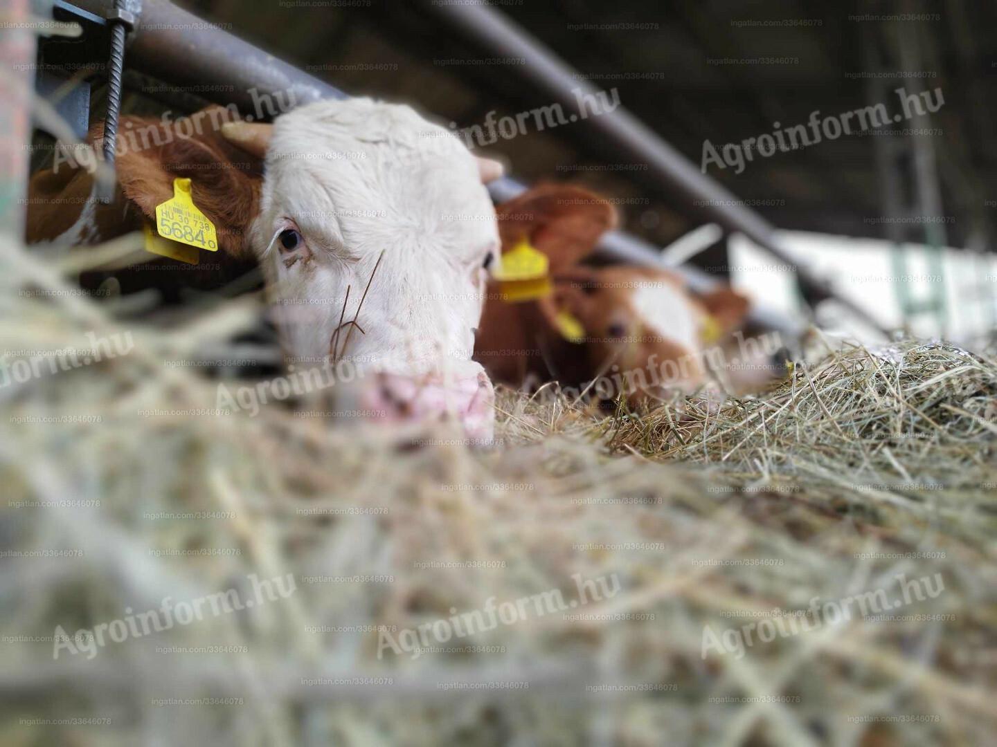 Szarvasmarha telep Szentjakabfán eladó - Veszprém vármegye Szentjakabfa - Agroinform.hu