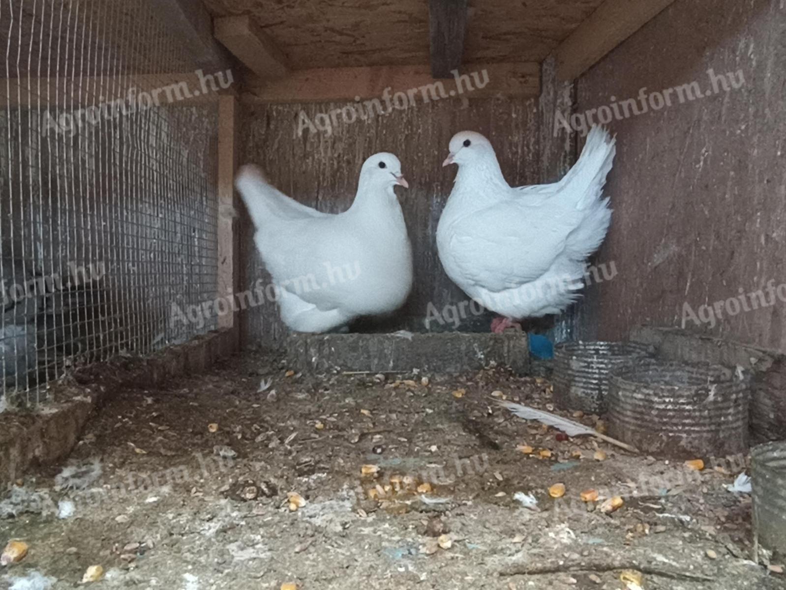 Eladók mondain galambok - Heves vármegye 3240 Parád - Agroinform.hu