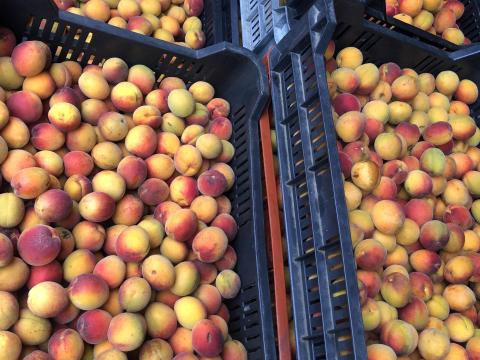 Eladó sárgabarack - Piactér | Agroinform.hu