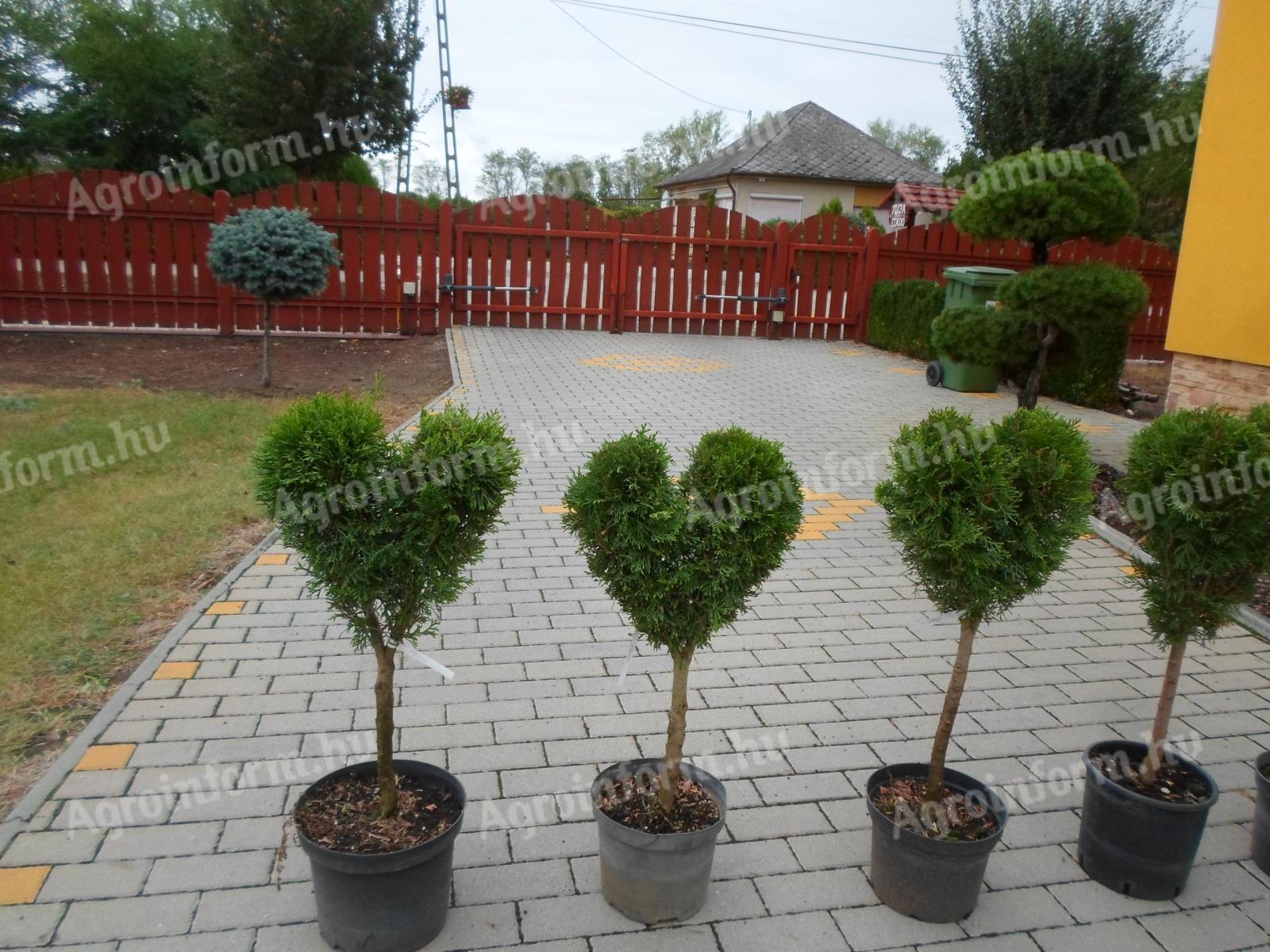 Formára nevelt tuja szív alakú 70 cm magas 18 000 Ft - Pest vármegye Újszilvás - Agroinform.hu