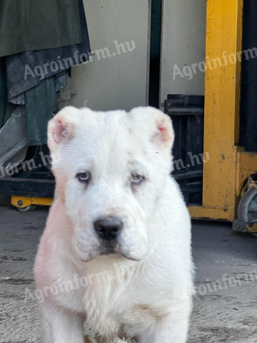 Közép-ázsiai Juhász - Békés vármegye Gyula - Agroinform.hu