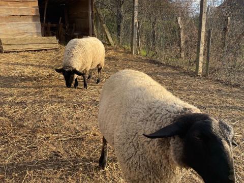 Juh - Piactér | Agroinform.hu