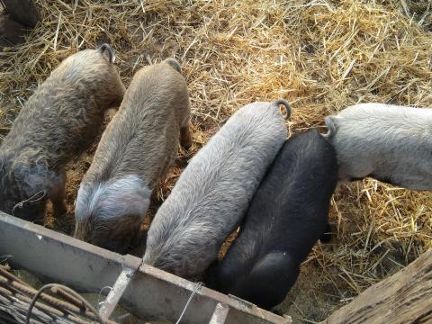 Eladó mangalica - Piactér | Agroinform.hu