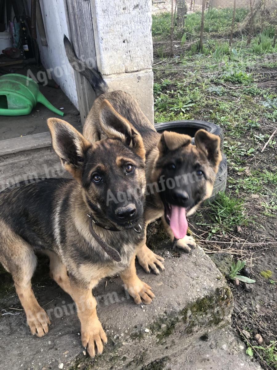 Ingyen elvihető, örökbefogadható német juhász jellegű kiskutyák ...