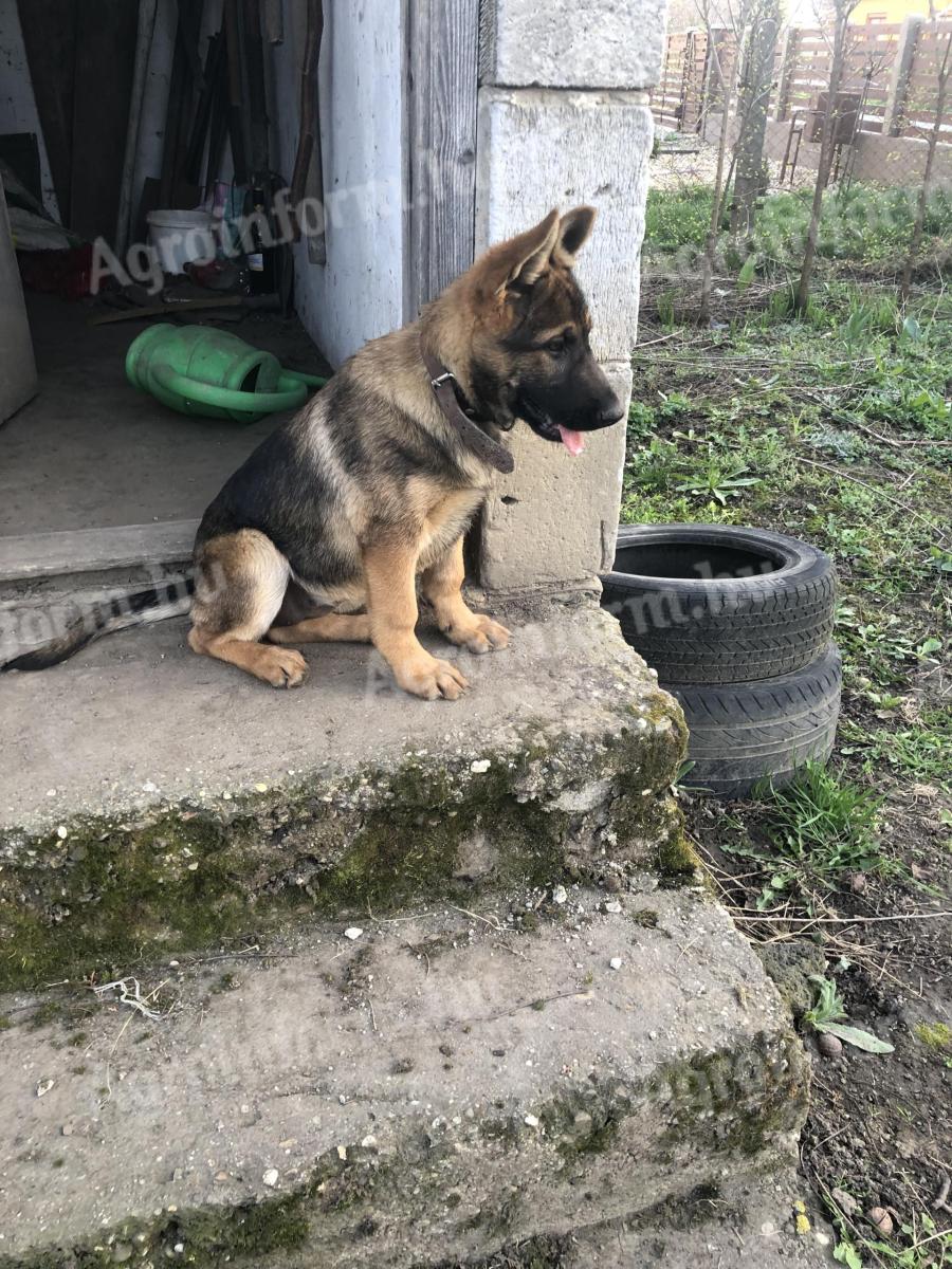 Ingyen elvihető, örökbefogadható német juhász jellegű kiskutyák ...