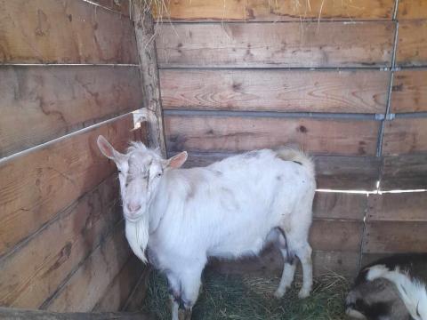 Kecske - Piactér | Agroinform.hu