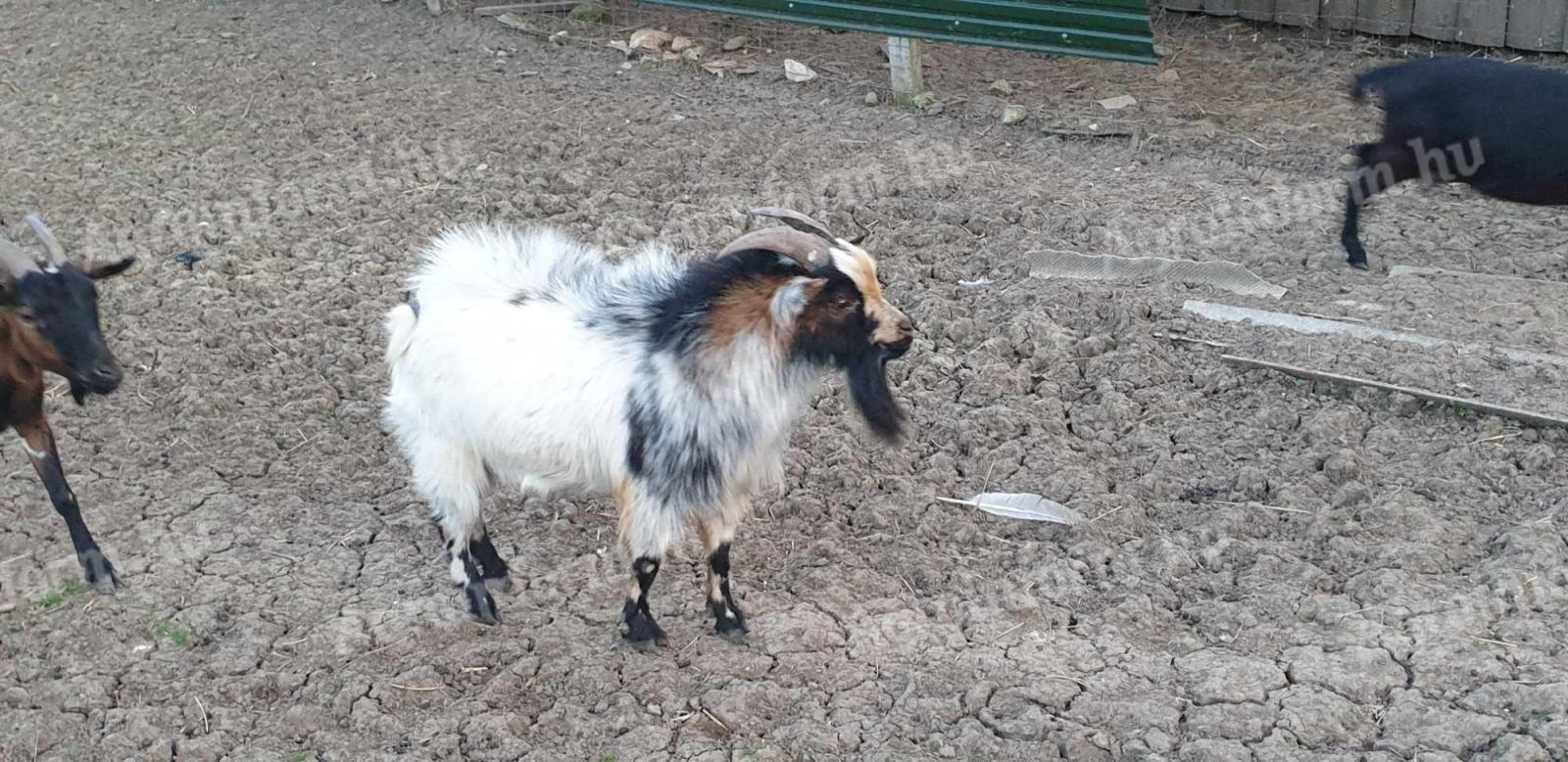 Holland törpe kecske anyák, jerkék, gidák eladók - Heves vármegye Sirok ...