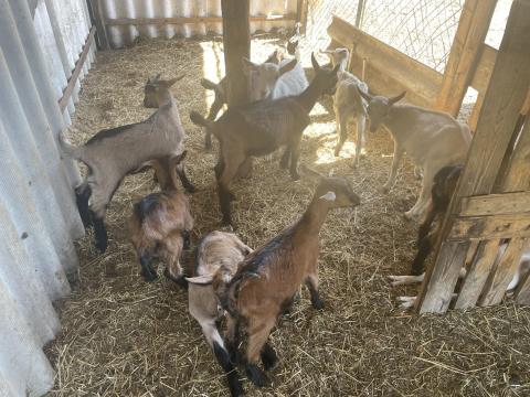 Kecske - Piactér | Agroinform.hu