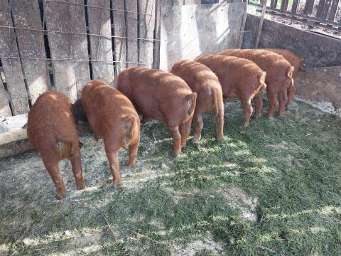 Eladó mangalica - Piactér | Agroinform.hu