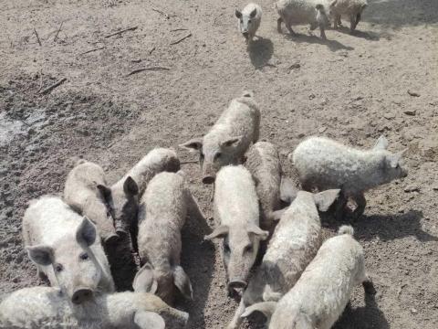 Eladó mangalica - Piactér | Agroinform.hu