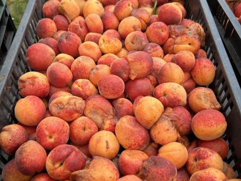 Eladó sárgabarack - Piactér | Agroinform.hu