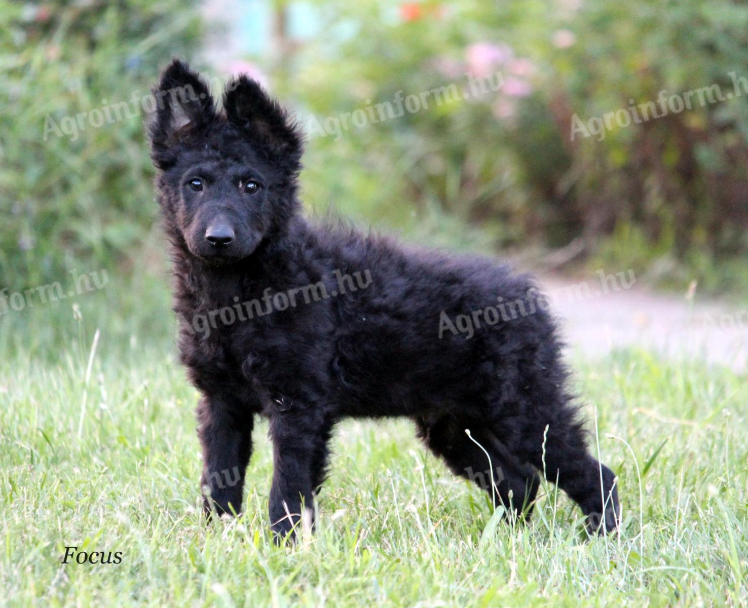 Törzskönyvezett Mudi kan kiskutya eladó mestertenyészetből - Nógrád ...