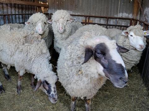 Eladó juh Békés megye területén - Piactér | Agroinform.hu