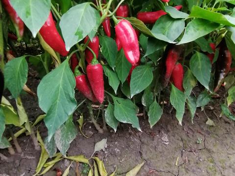 Eladó fűszerpaprika - Piactér | Agroinform.hu
