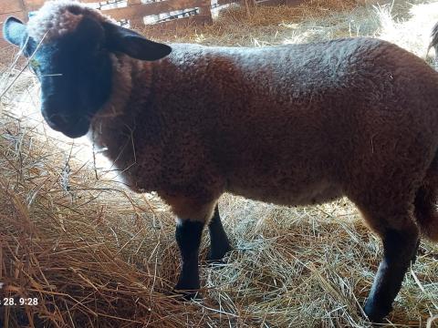 Eladó suffolk - Piactér | Agroinform.hu