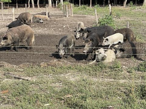 Eladó mangalica - Piactér | Agroinform.hu