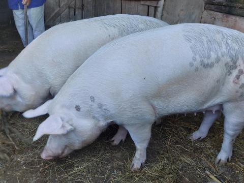 Eladó disznó - Piactér | Agroinform.hu