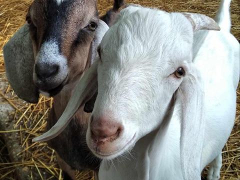 Kecske - Piactér | Agroinform.hu