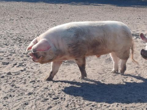 Eladó disznó - Piactér | Agroinform.hu