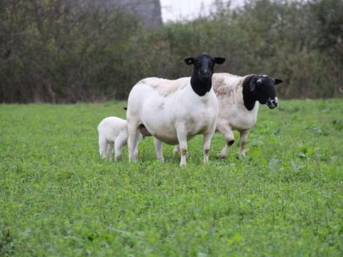 Eladó dorper - Piactér | Agroinform.hu