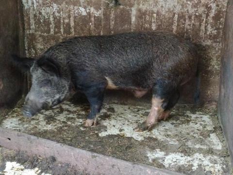 Eladó disznó - Piactér | Agroinform.hu