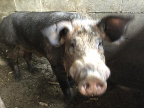 Eladó disznó - Piactér | Agroinform.hu